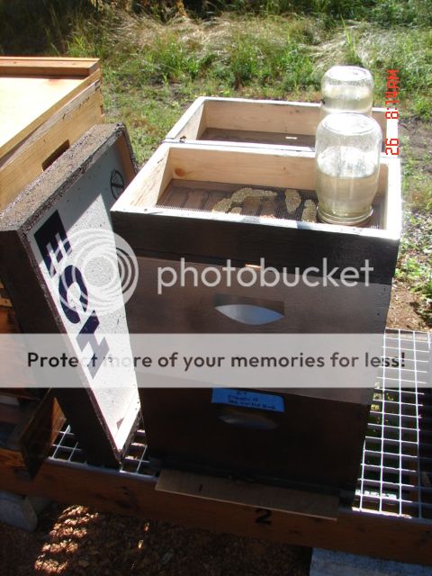 How I plan on overwintering 40 mating nucs on mini frames | Beesource Beekeeping Forums